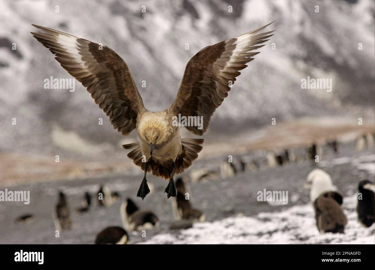 Stercorarius antarctica, brown skuas, Brown skua, Brown skuas, Skua ...