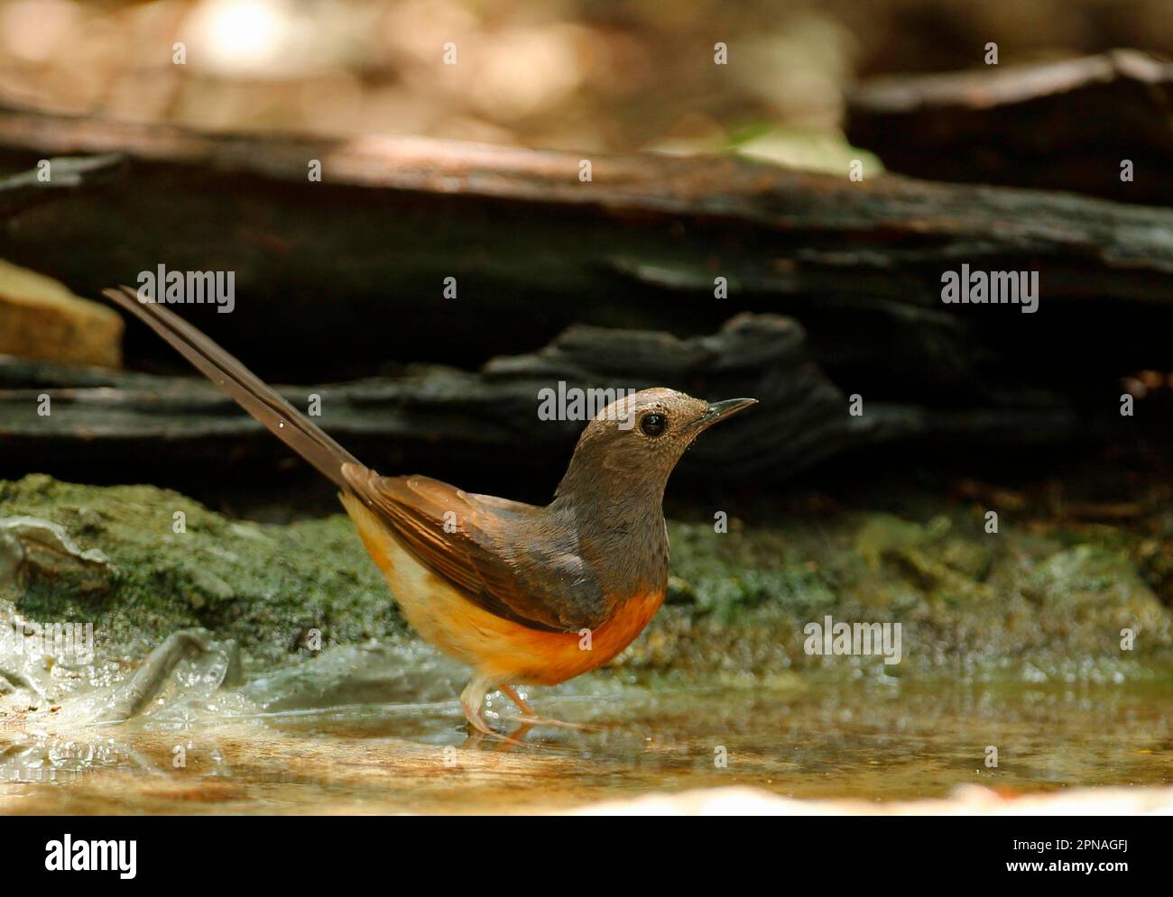 White-rumped Shama (Copsychus malabaricus interpositus) adult female ...