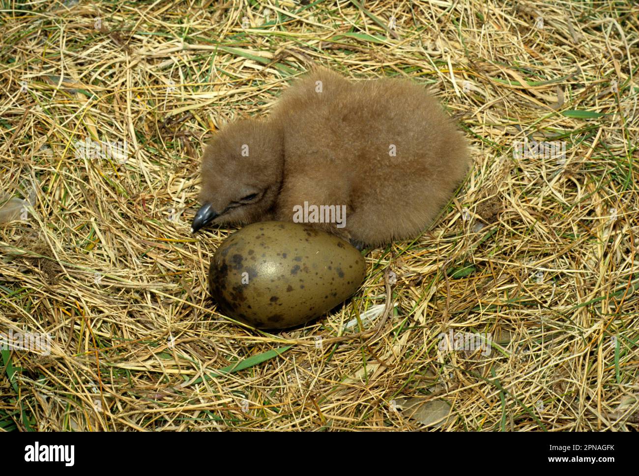 Great Skua, great skuas (Stercorarius skua) Skua, Skuas, Gulls, Animals ...