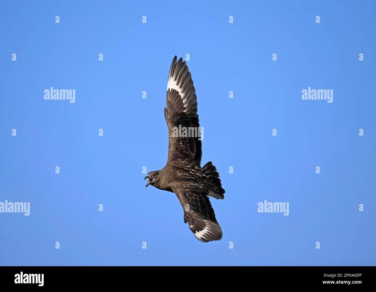 Great Skua, great skuas (Stercorarius skua) Skua, skuas, gulls, animals ...