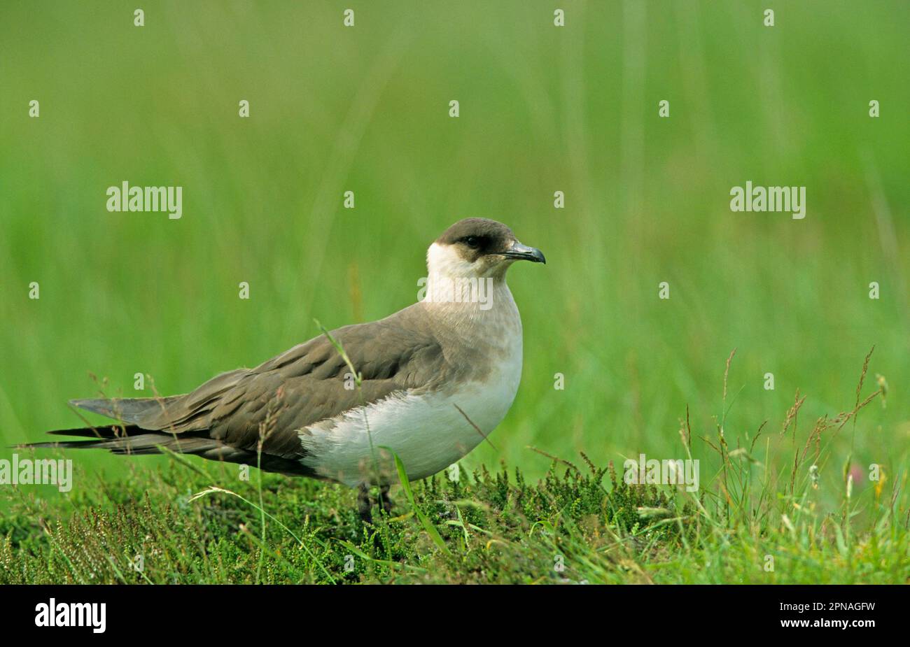 Arctic skuas (Stercorarius parasiticus), skua, skuas, gulls, animals ...