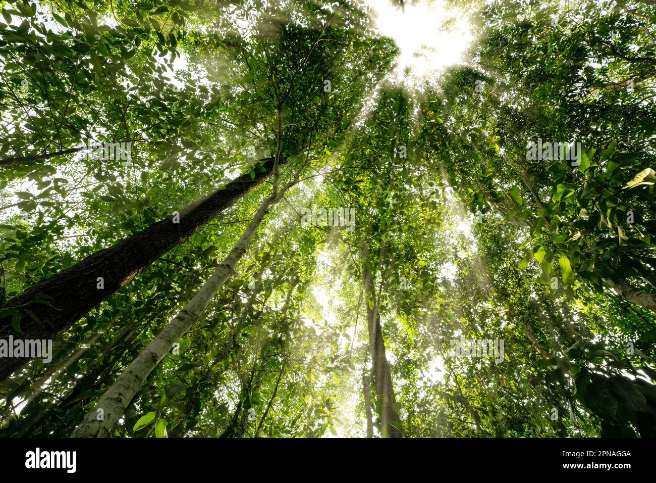 Bottom view of tree trunk to green leaves of trees in tropical forest ...