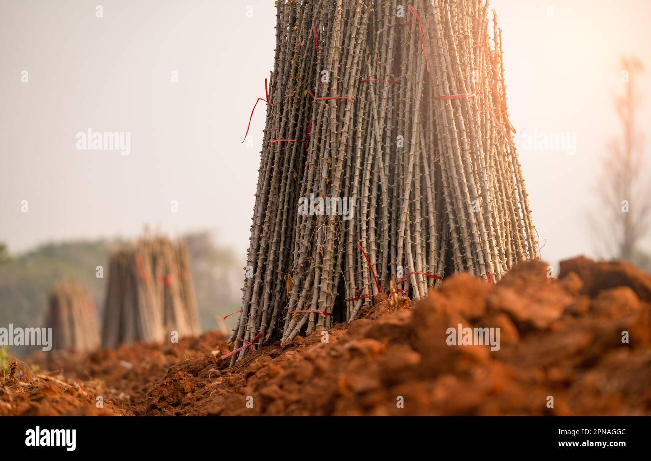 Cassava farm. Manioc or tapioca plant field. Bundle of cassava trees in ...