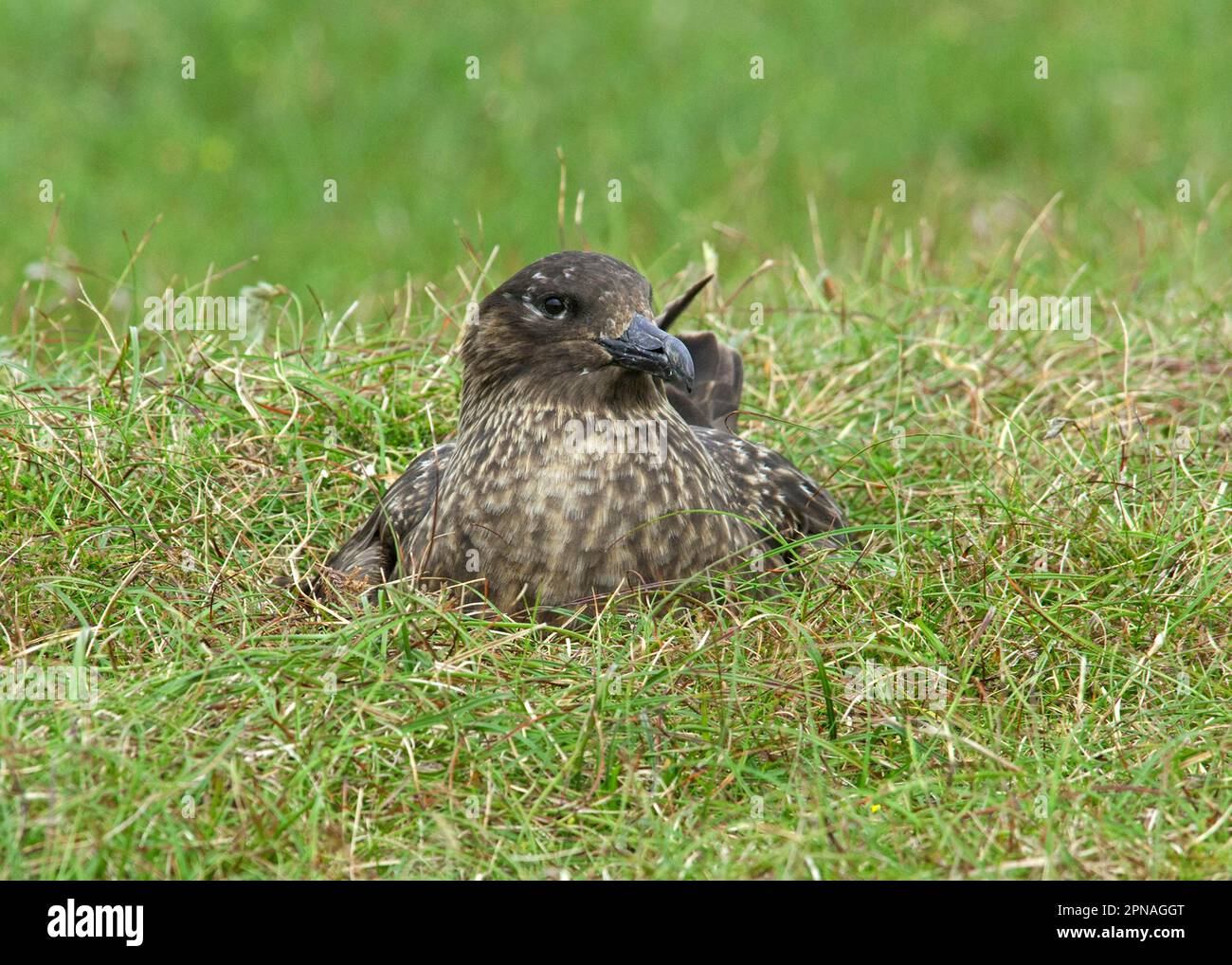 Great Skua, great skuas (Stercorarius skua) Skua, Skuas, Gulls, Animals ...