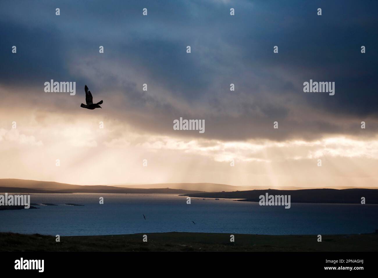 Great Skua, great skuas (Stercorarius skua) Skua, Skuas, Gulls, Animals ...