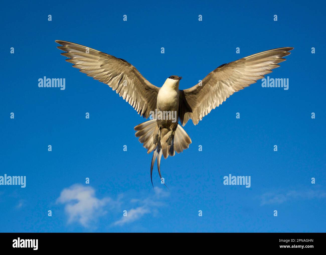 Long-tailed Skua, long-tailed jaegers (Stercorarius longicaudus), Skua ...