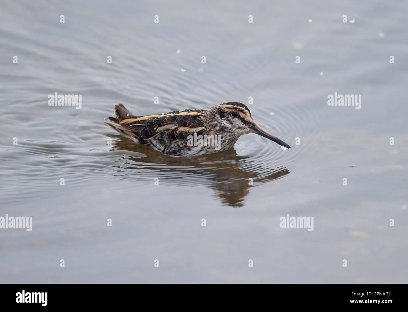 Jack (Lymnocryptes minimus) Snipe adult, in shallow water during ...