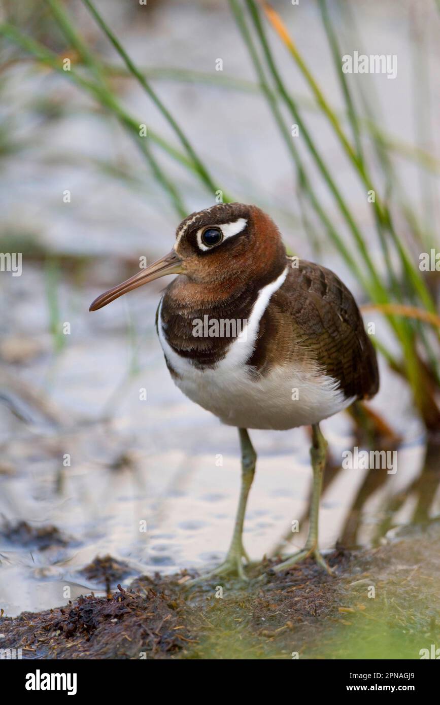 Greater Painted-snipe (Rostratula benghalensis) adult female, standing ...