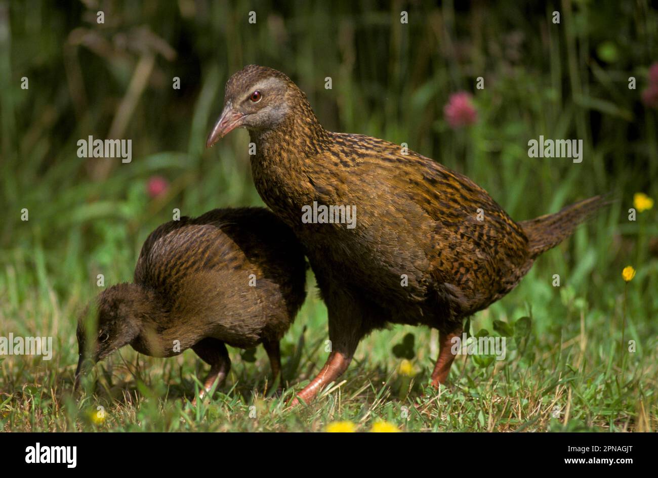 Weka, Wekaralle, Wekas (Gallirallus australis), wekas, Rallen, Tiere ...