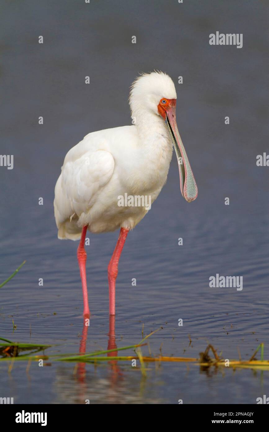 African Spoonbill (Platalea alba) adult, standing in water, Lake Nakuru ...