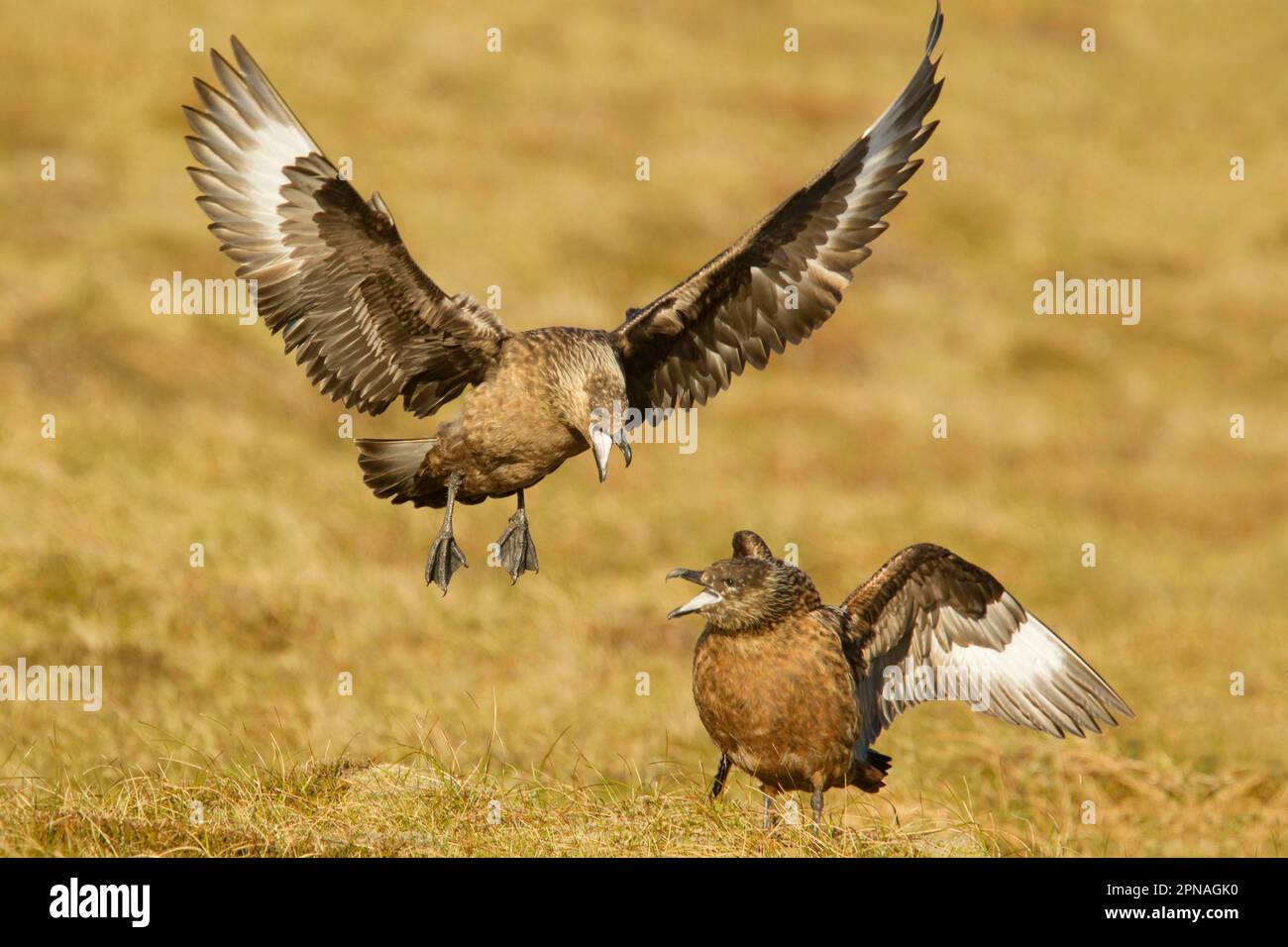 Great Skua, great skuas (Stercorarius skua) Skua, Skuas, Gulls, Animals ...