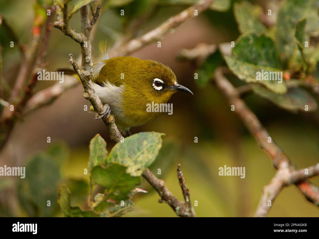 Sri lankan white eye hi-res stock photography and images - Alamy