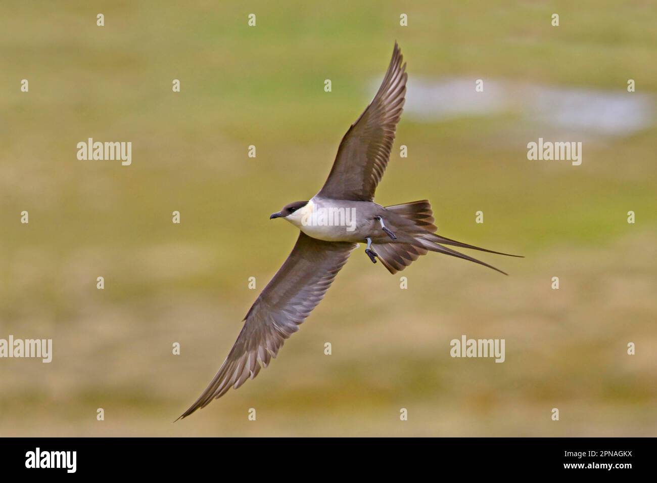 Long-tailed Skua, long-tailed jaegers (Stercorarius longicaudus), skua ...