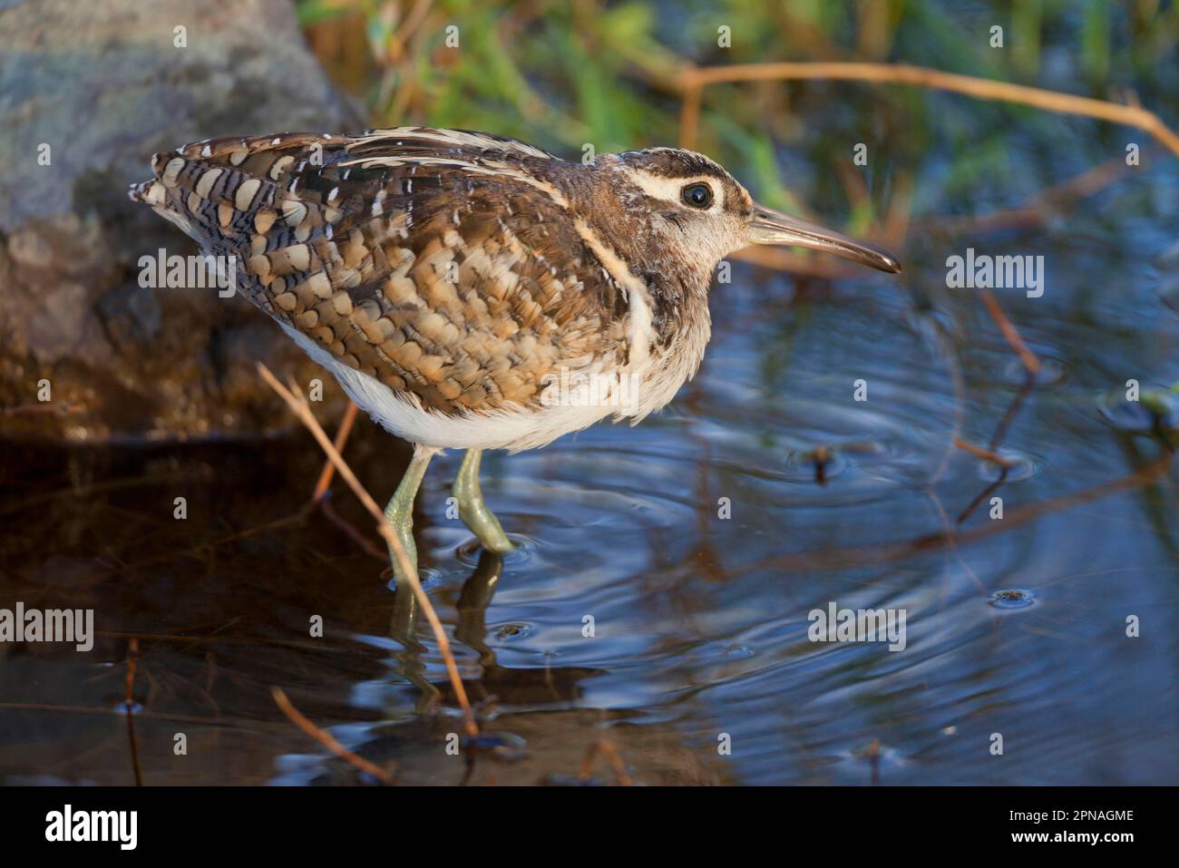 Greater Painted-snipe (Rostratula benghalensis) adult male, standing in ...