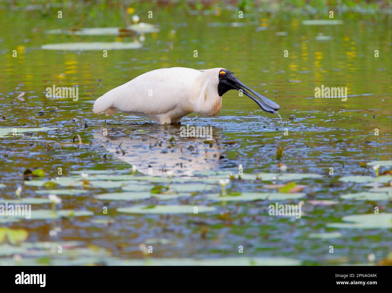 Australian wetland fish hi-res stock photography and images - Alamy