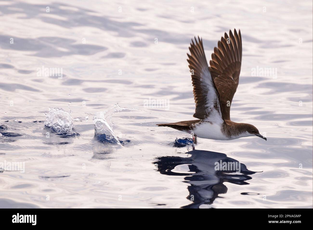 Tropical Shearwater (Puffinus bailloni) adult, in flight, taking off ...
