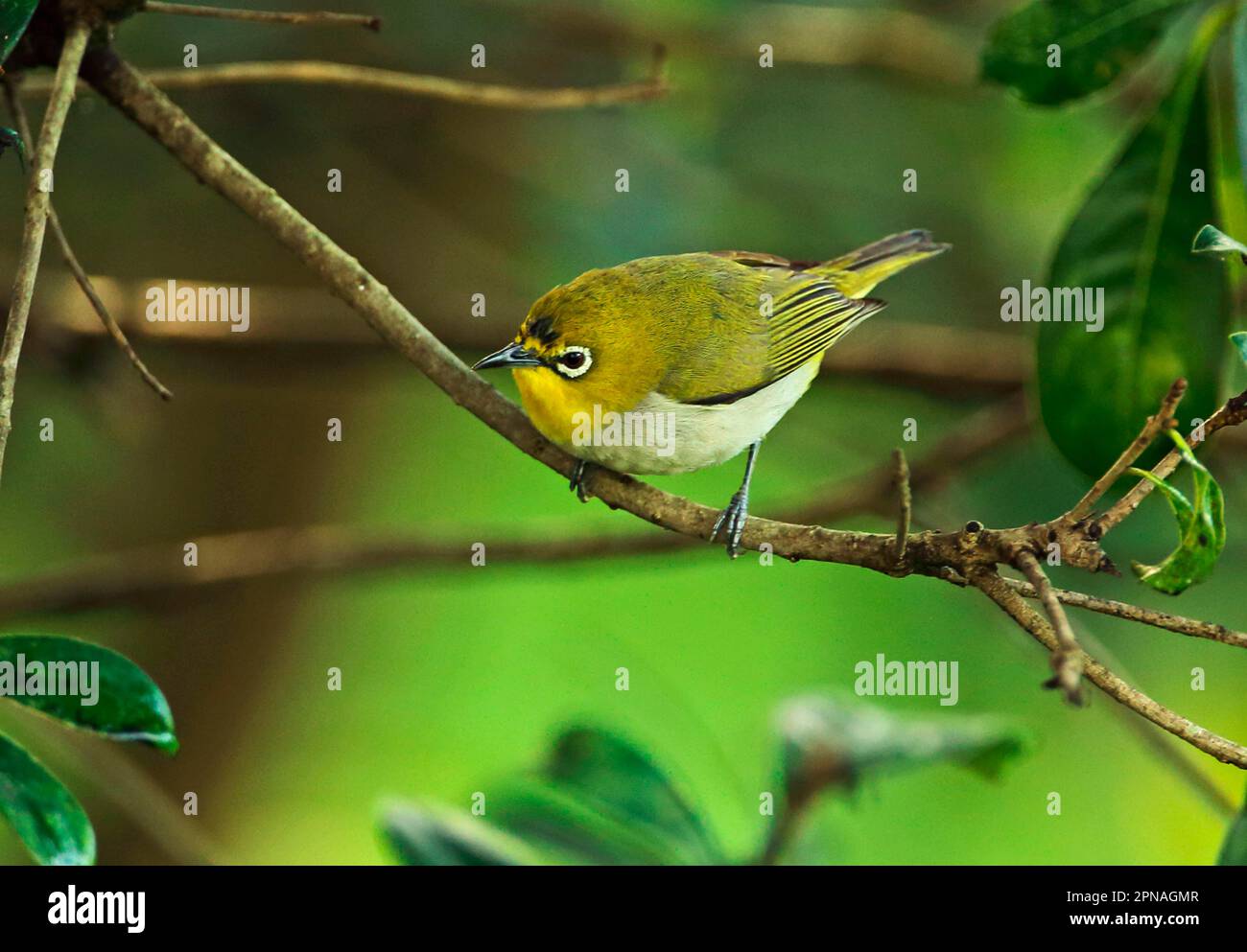 Japanese White-eye (Zosterops japonicus simplex) adult, perched on twig ...