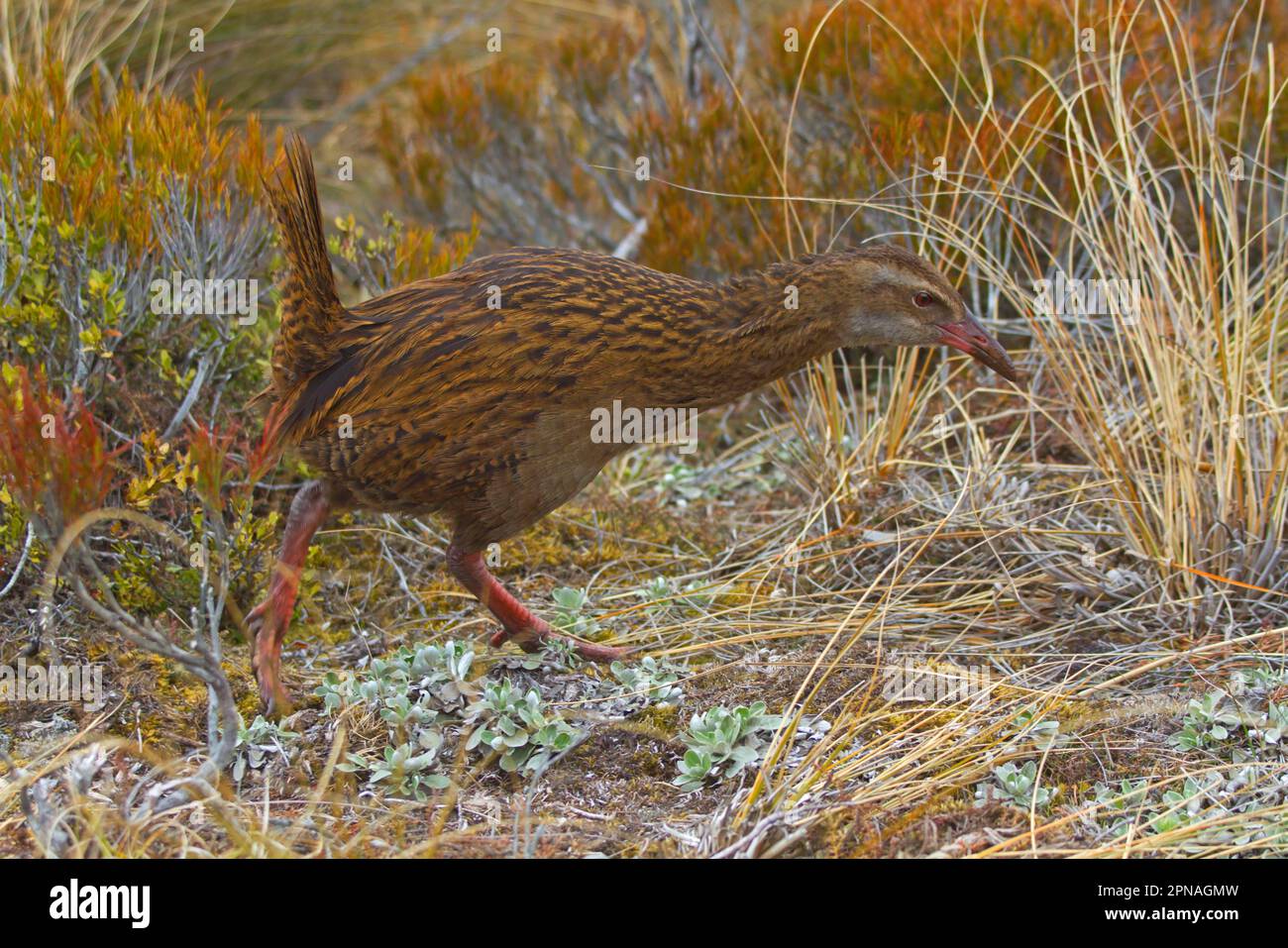 Weka new zealand hi-res stock photography and images - Alamy