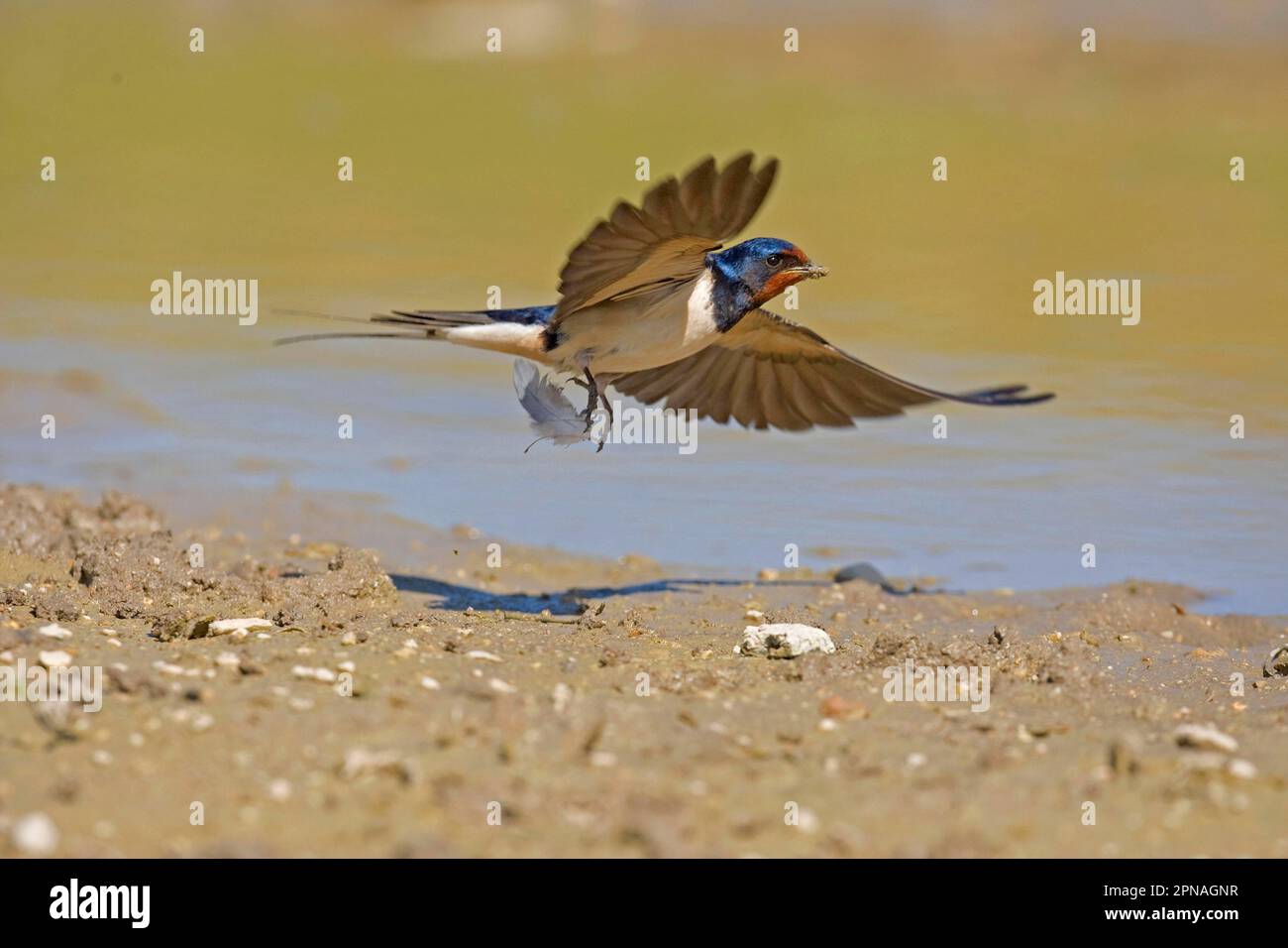 Barn Swallow, barn swallows (Hirundo rustica), songbirds, animals ...