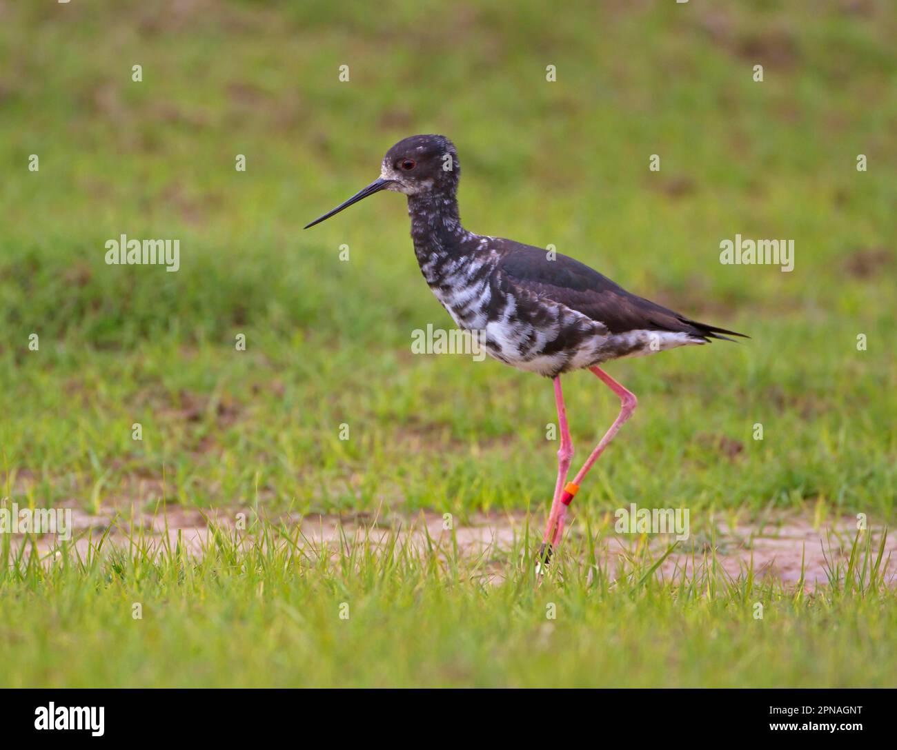 Black Stilt (Himantopus novaezelandiae) juvenile, wearing leg rings ...