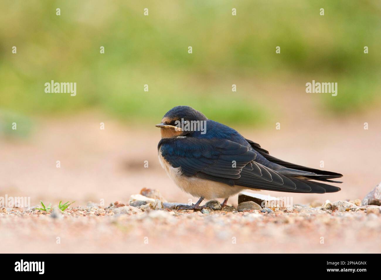 Barn Swallow, barn swallows (Hirundo rustica), Songbirds, Animals ...
