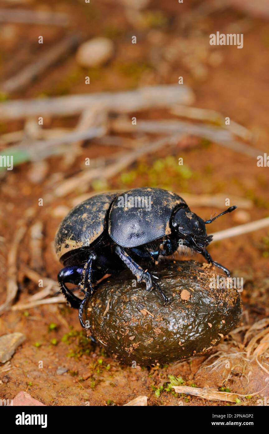 Adult Dor beetle (Geotrupes stercorarius), with ball from the dung of ...