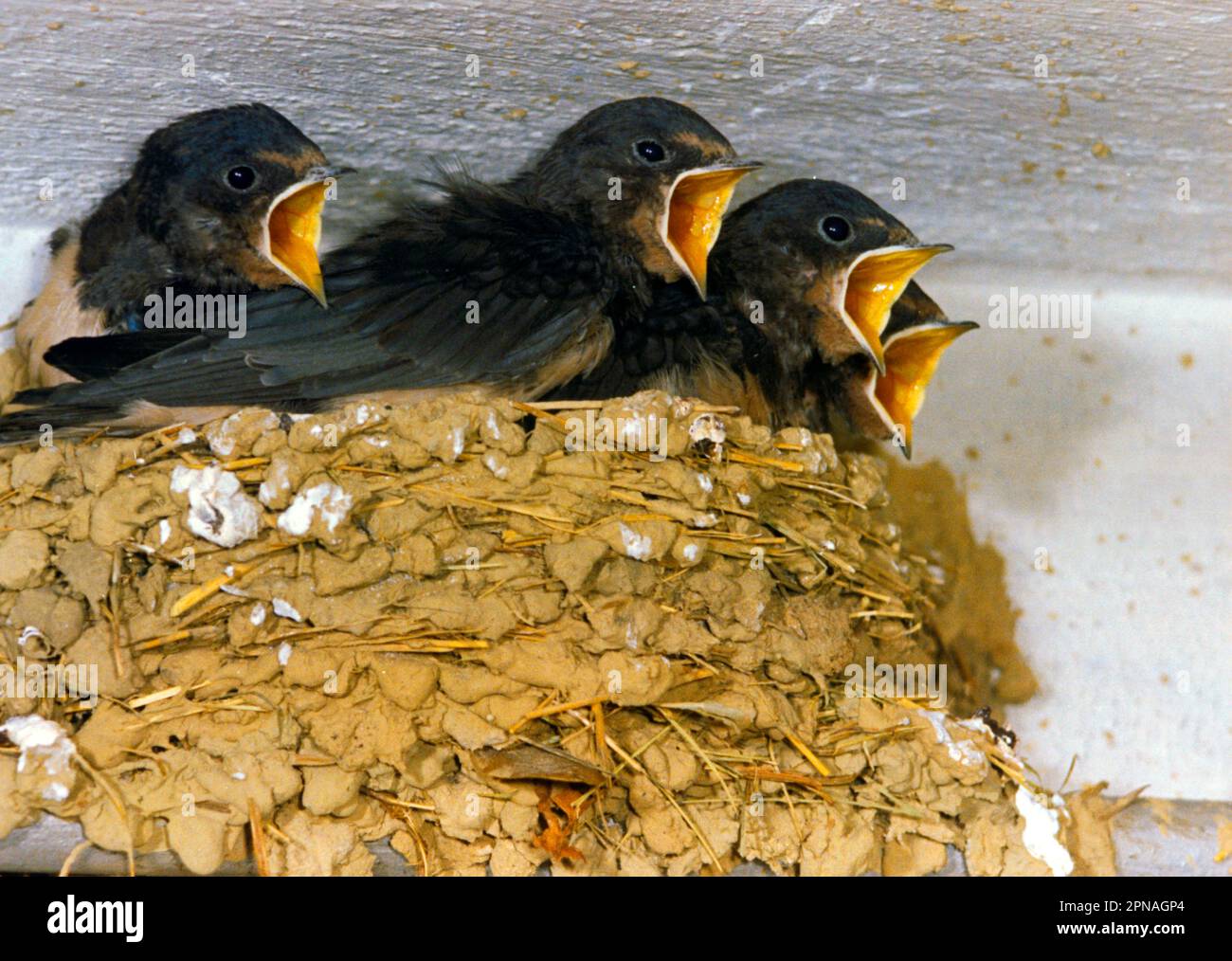 Barn swallow (Hirundo rustica) young, begging for food, from nest in ...