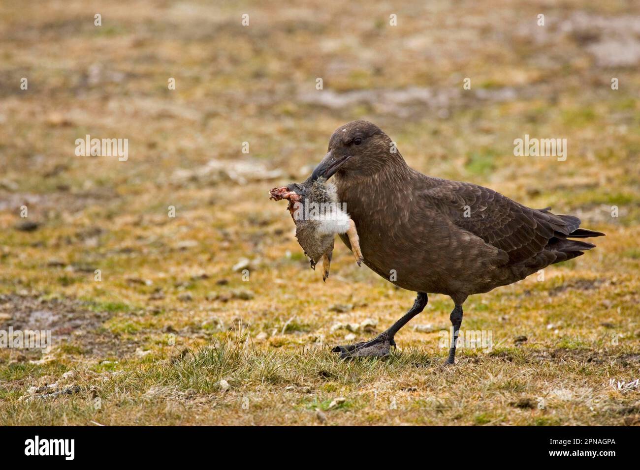 Stercorarius antarctica, Subantarctic skua, Subantarctic skua, Brown skua, Brown skuas, Skua ...