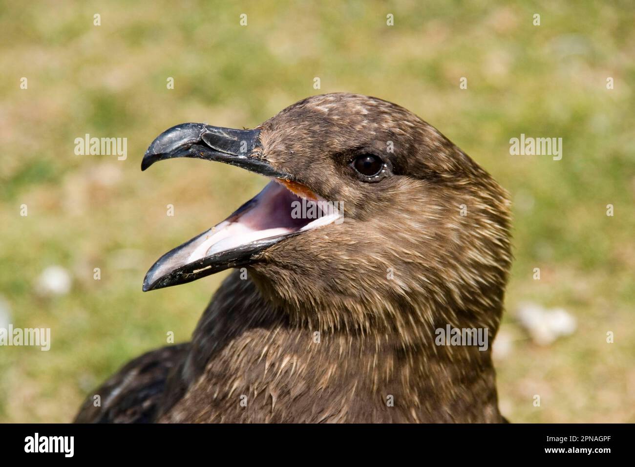 Stercorarius antarctica, brown skuas (Catharacta antarctica), Brown skua, Brown skuas, Skua ...