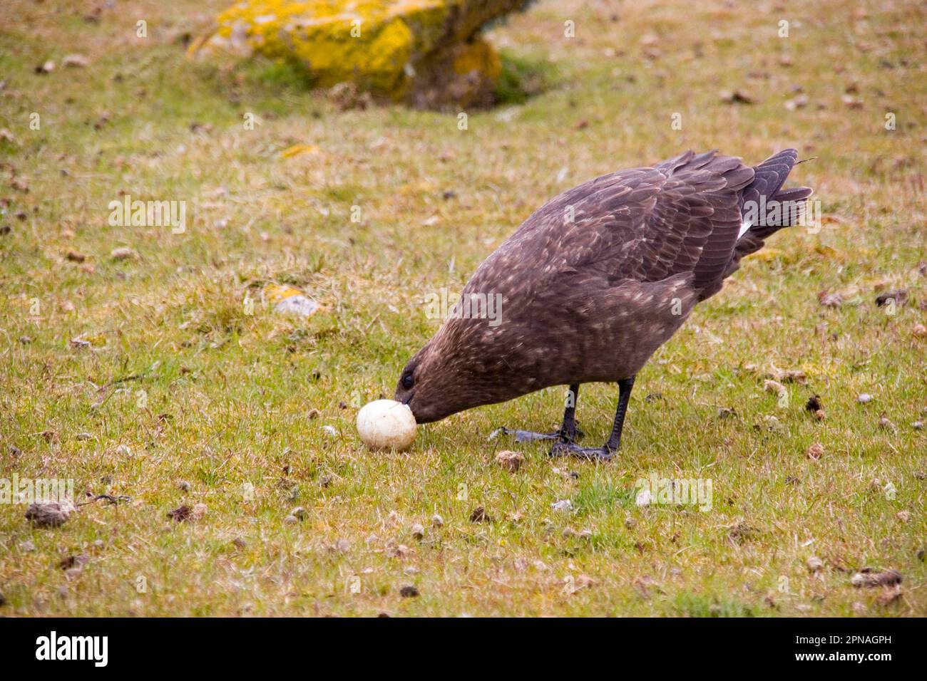 Stercorarius antarctica, brown skuas (Catharacta antarctica), brown ...