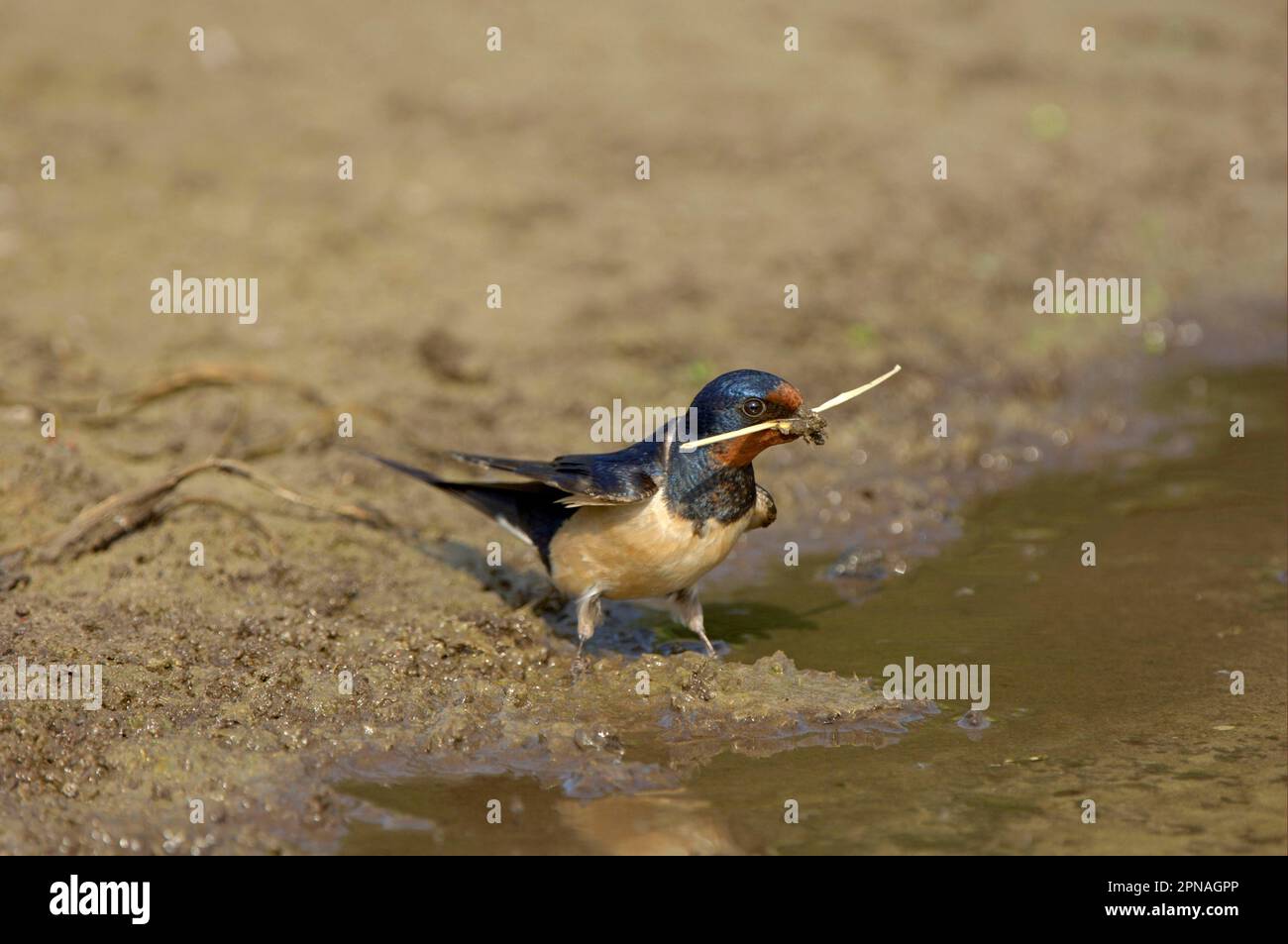 Barn Swallow, barn swallows (Hirundo rustica), songbirds, animals ...