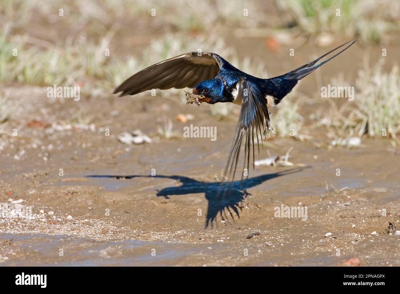 Barn Swallow, barn swallows (Hirundo rustica), songbirds, animals ...
