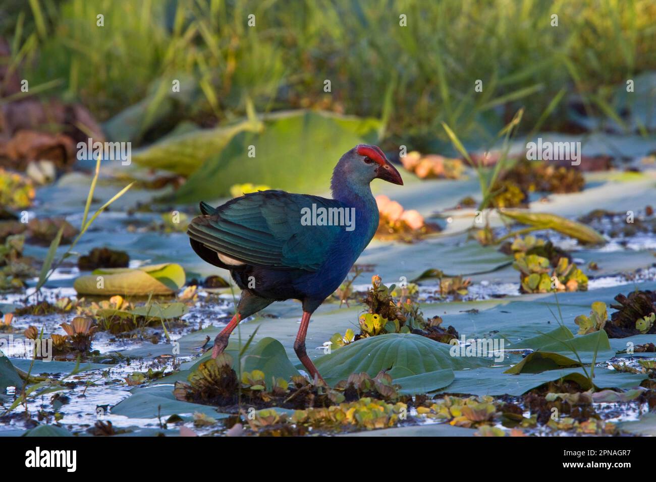 Purple Partridge, Purple Grouse, Purple Rail, Purple Rail, Rails ...