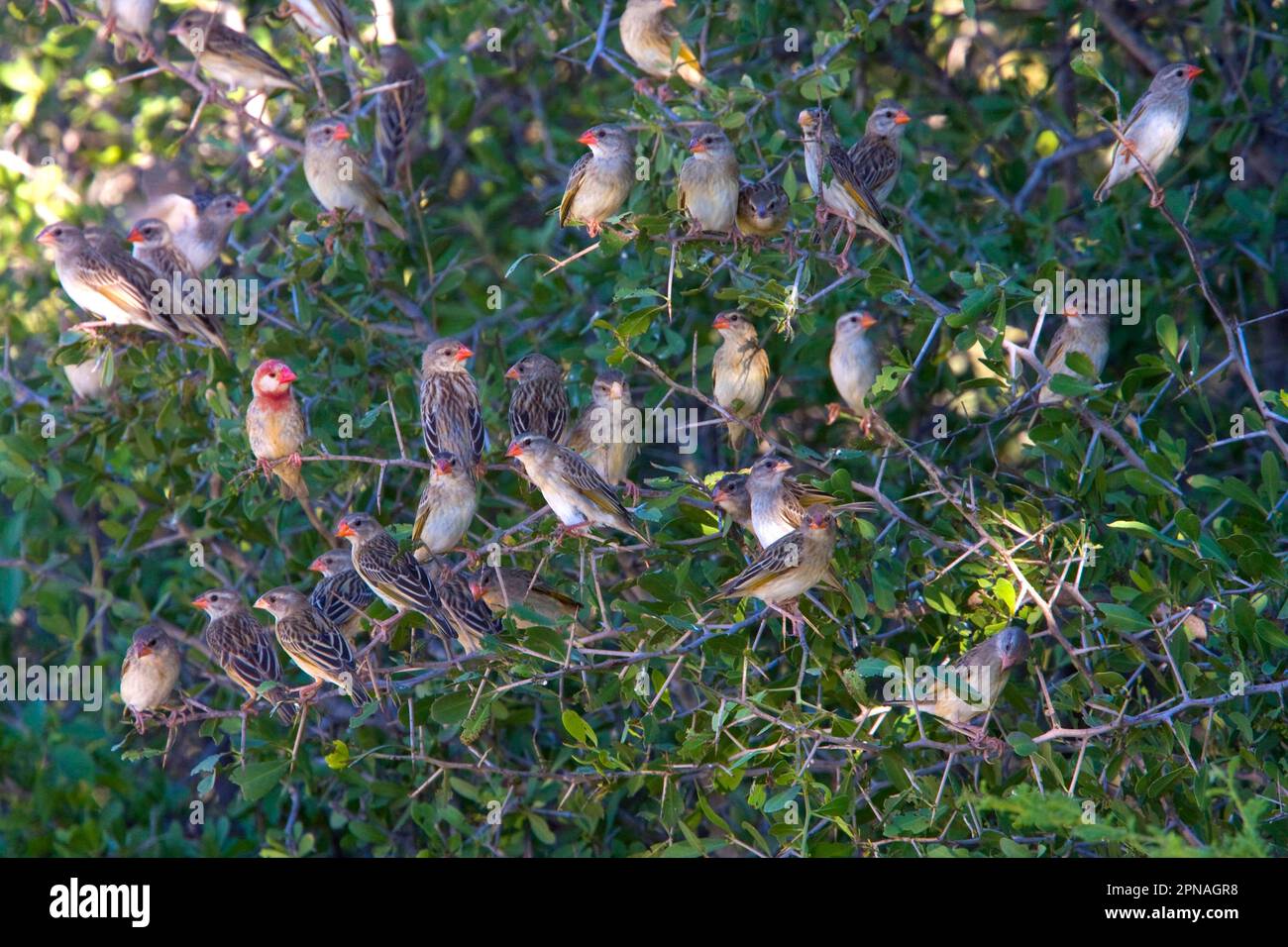 Blood-billed weaver, songbirds, animals, birds, weaver birds, flock of ...
