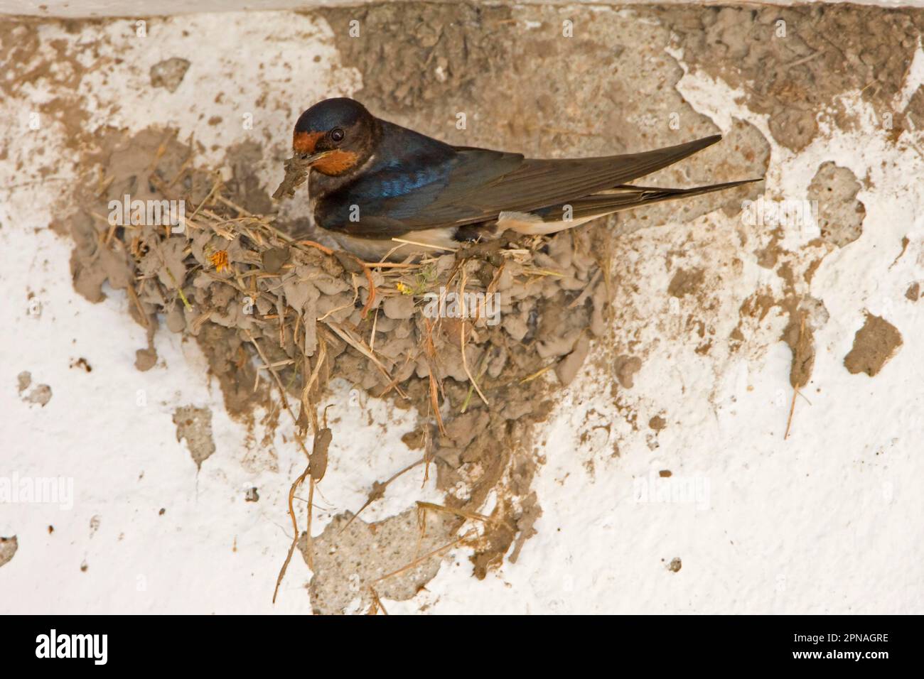 Barn Swallow (Hirundo rustica) adult, building nest, adding mud nesting ...