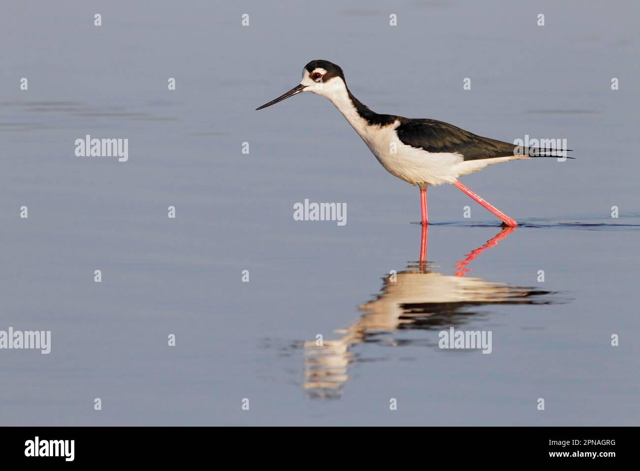 Black-necked Black-winged Stilt, American Stilt, Animals, Birds, Waders ...