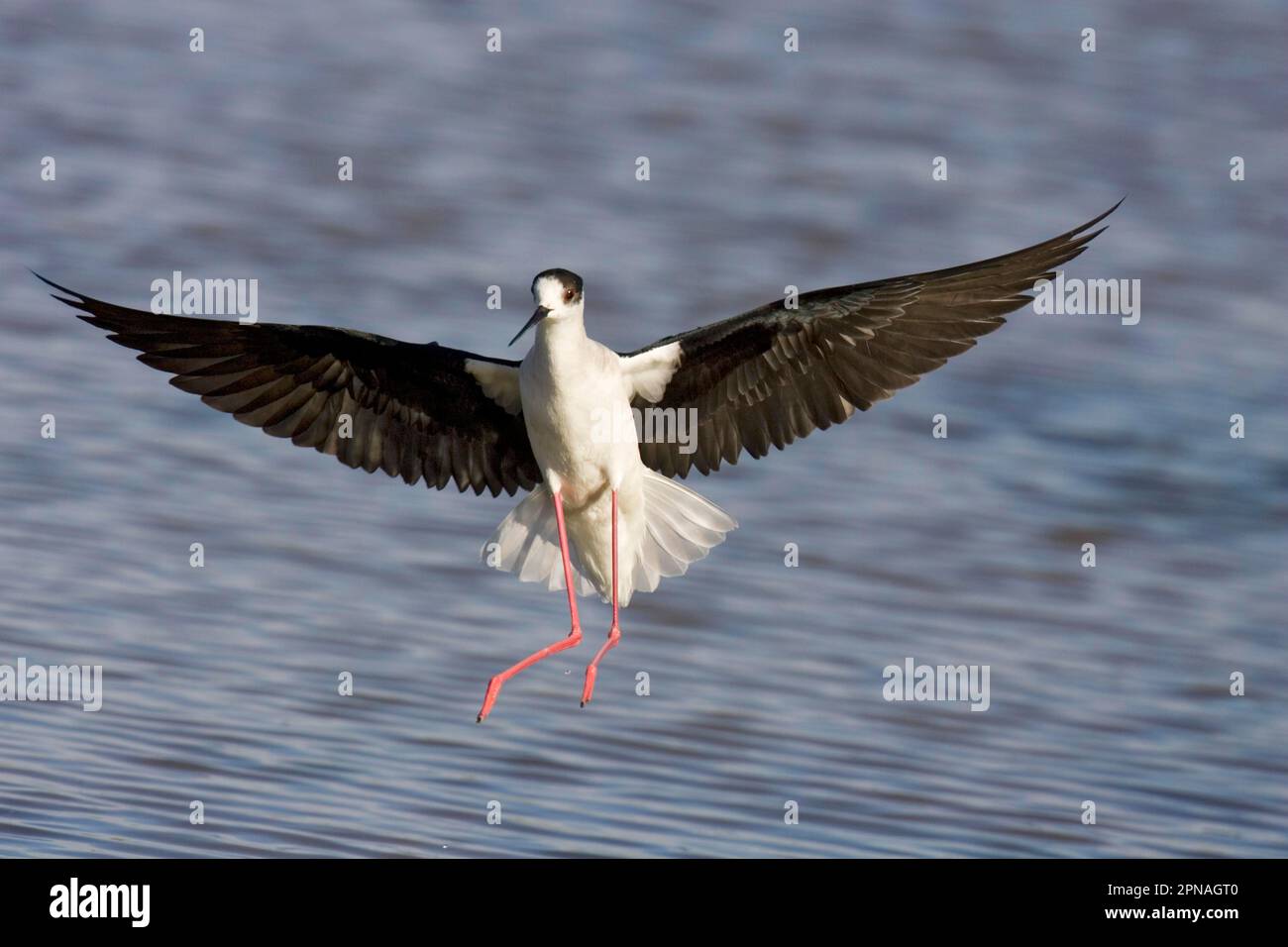 Black-winged Black-winged Stilt (Himantopus himantopus), Animals, Birds ...