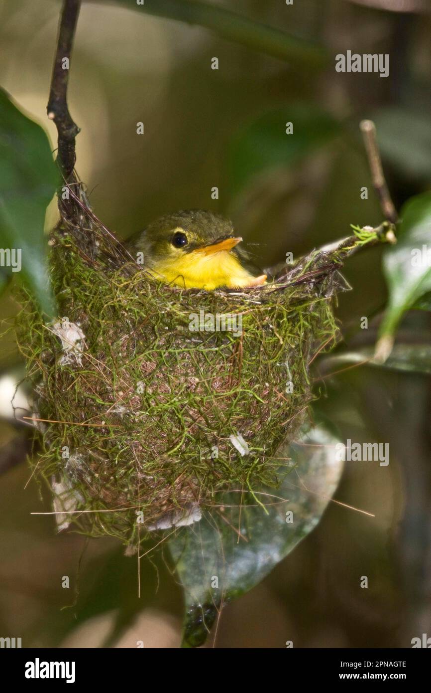 Phyllastrephus zosterops, Short-billed Bulbul, Short-billed Bulbuls ...