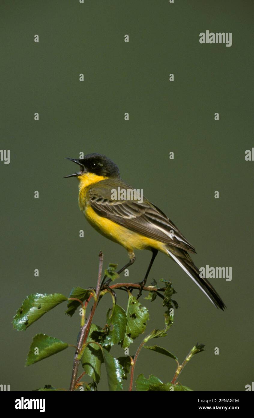 Hardangervidda animal hi-res stock photography and images - Alamy