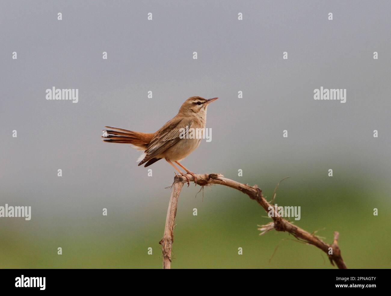 Rufous bush Robin, Songbirds, Animals, Birds, Lesvos Greece Stock Photo ...