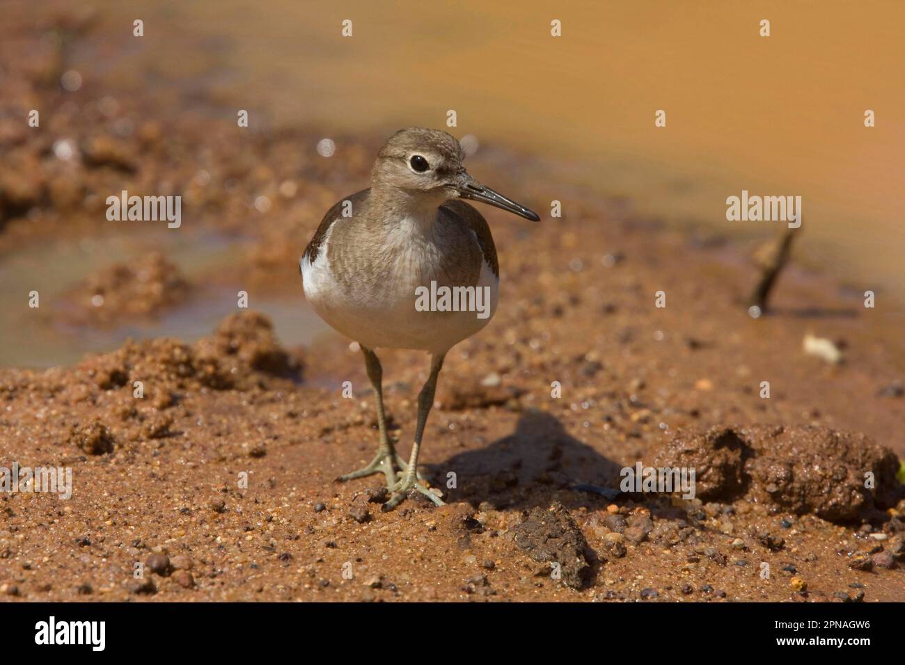 Common sandpiper (Actitis hypoleucos), Animals, Birds, Waders, Sri ...