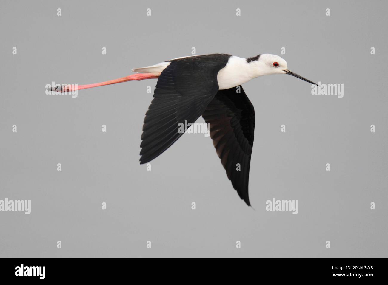 Black-winged Black-winged Stilt (Himantopus himantopus), Animals, Birds ...
