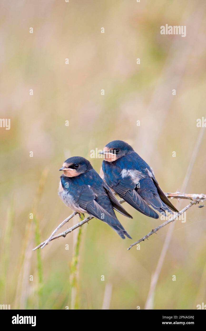 Barn Swallow, barn swallows (Hirundo rustica), songbirds, animals ...