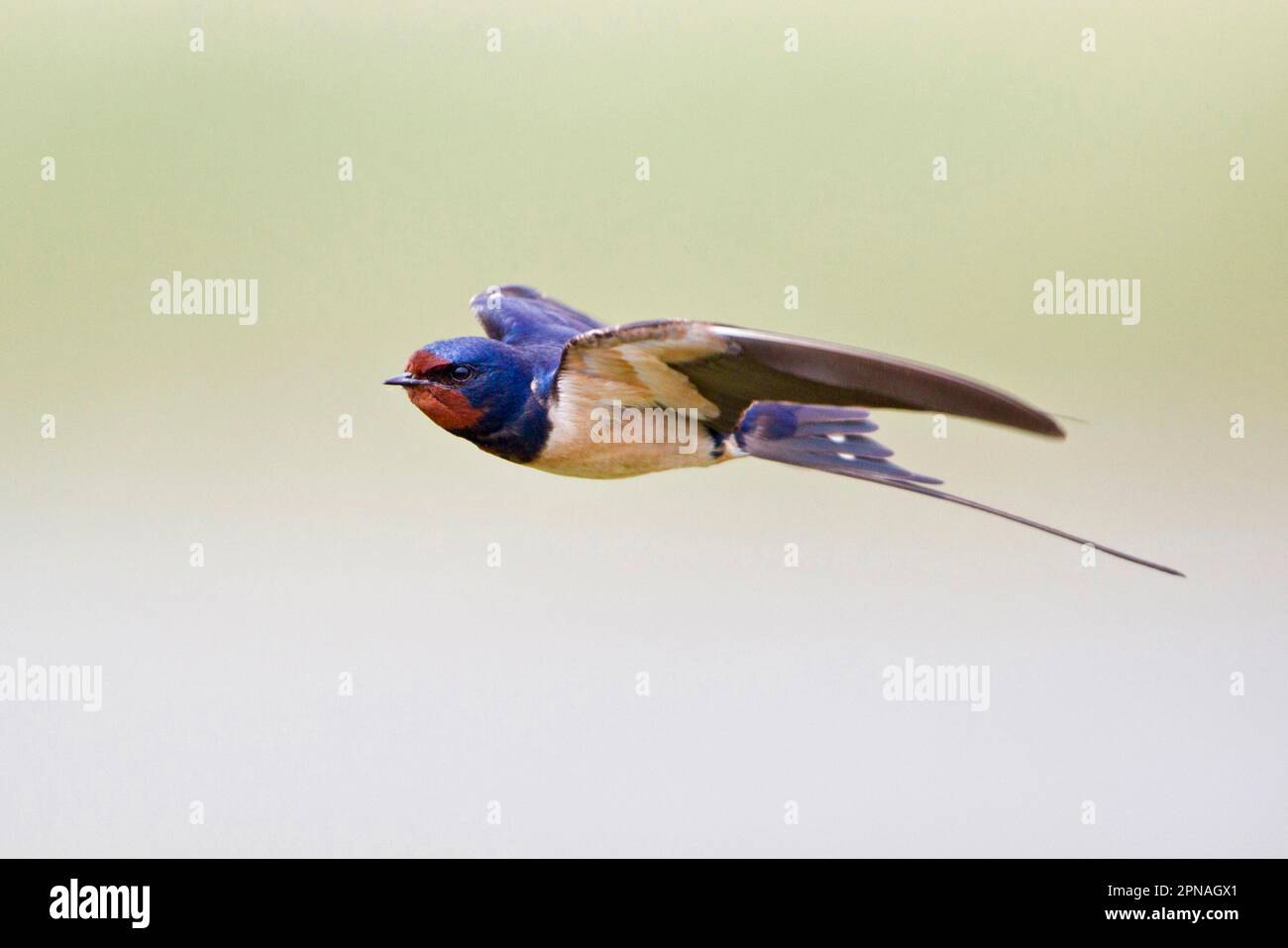 Barn Swallow, barn swallows (Hirundo rustica), songbirds, animals ...