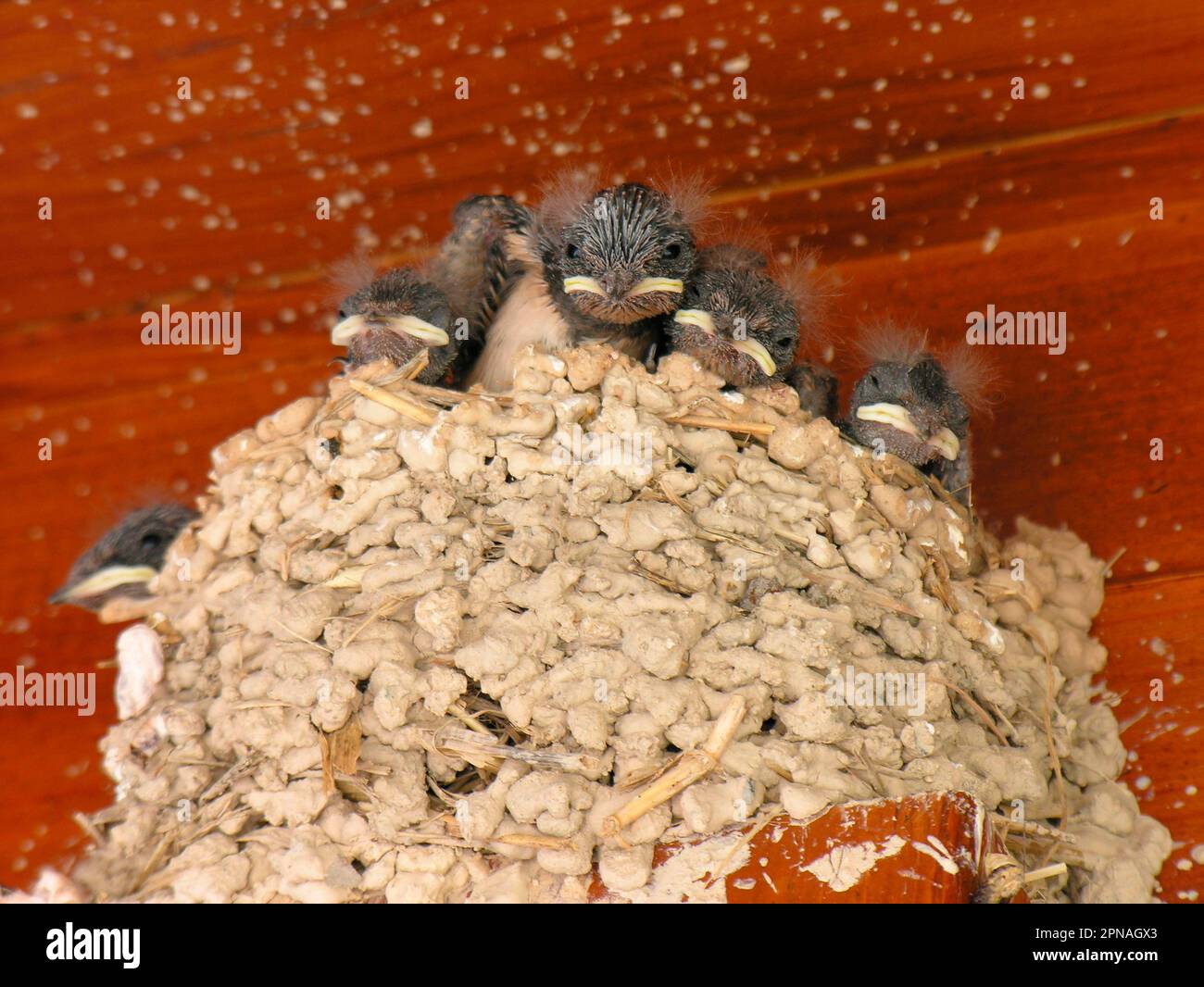Barn Swallow, barn swallows (Hirundo rustica), Songbirds, Animals ...