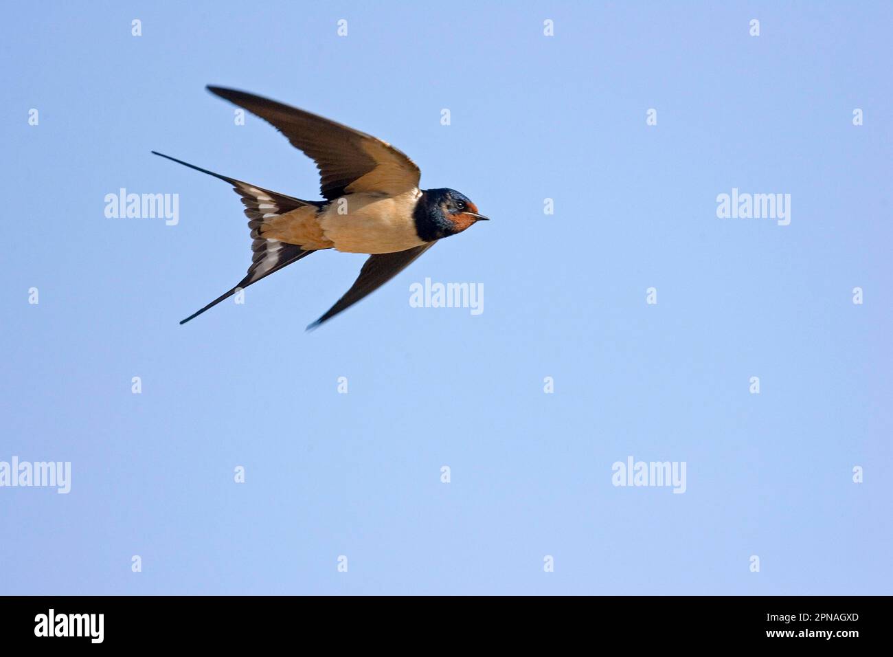 Barn Swallow, barn swallows (Hirundo rustica), Songbirds, Animals ...