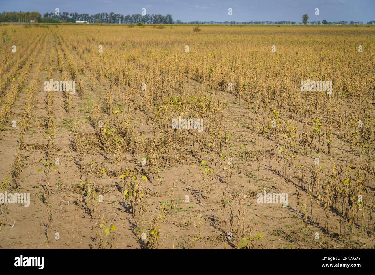 Firmat, Argentina. 17th Apr, 2023. A soybean field near Firmat, Santa ...