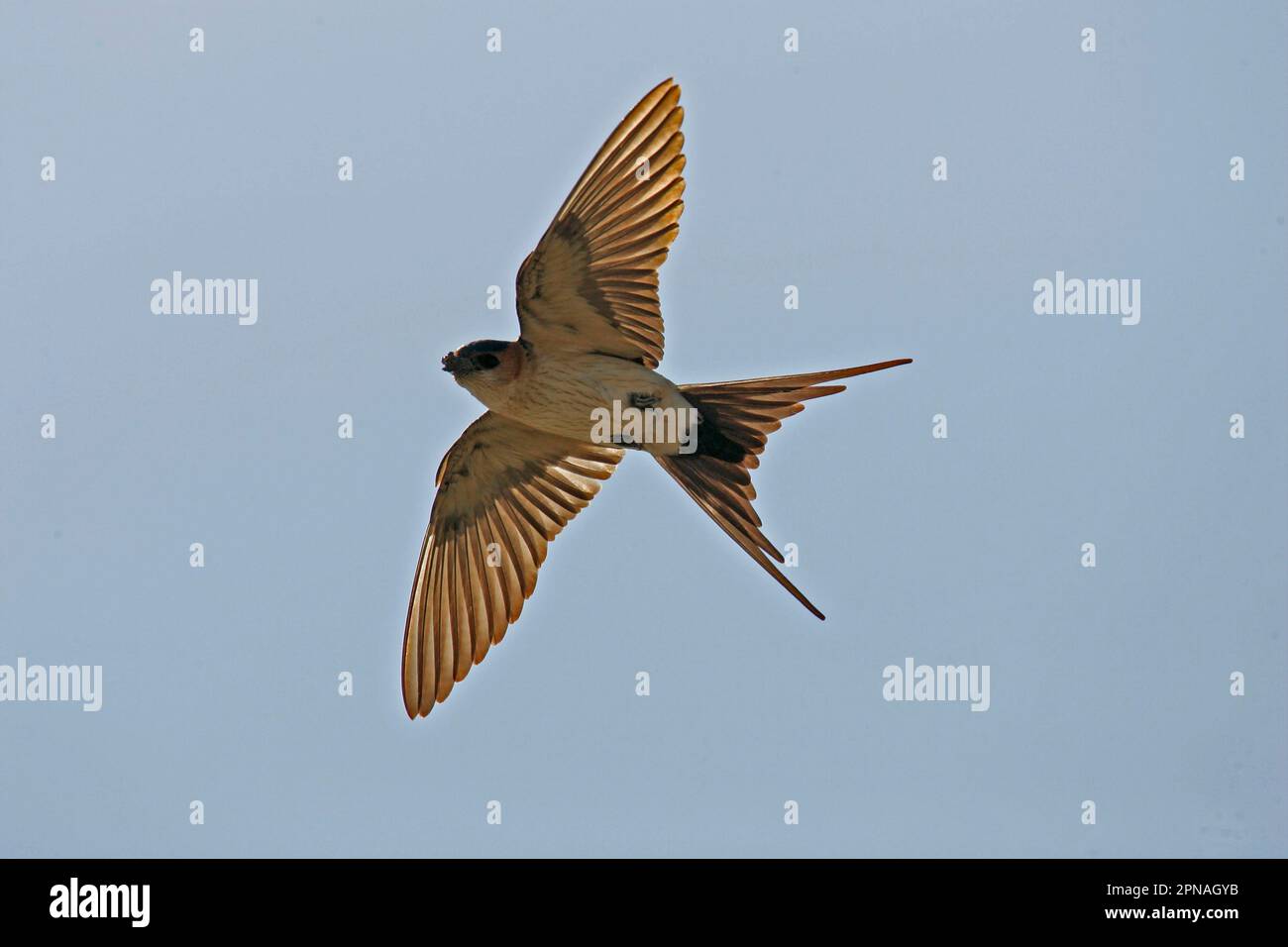 Red-rumped swallow (Hirundo daurica) adult in flight Stock Photo - Alamy