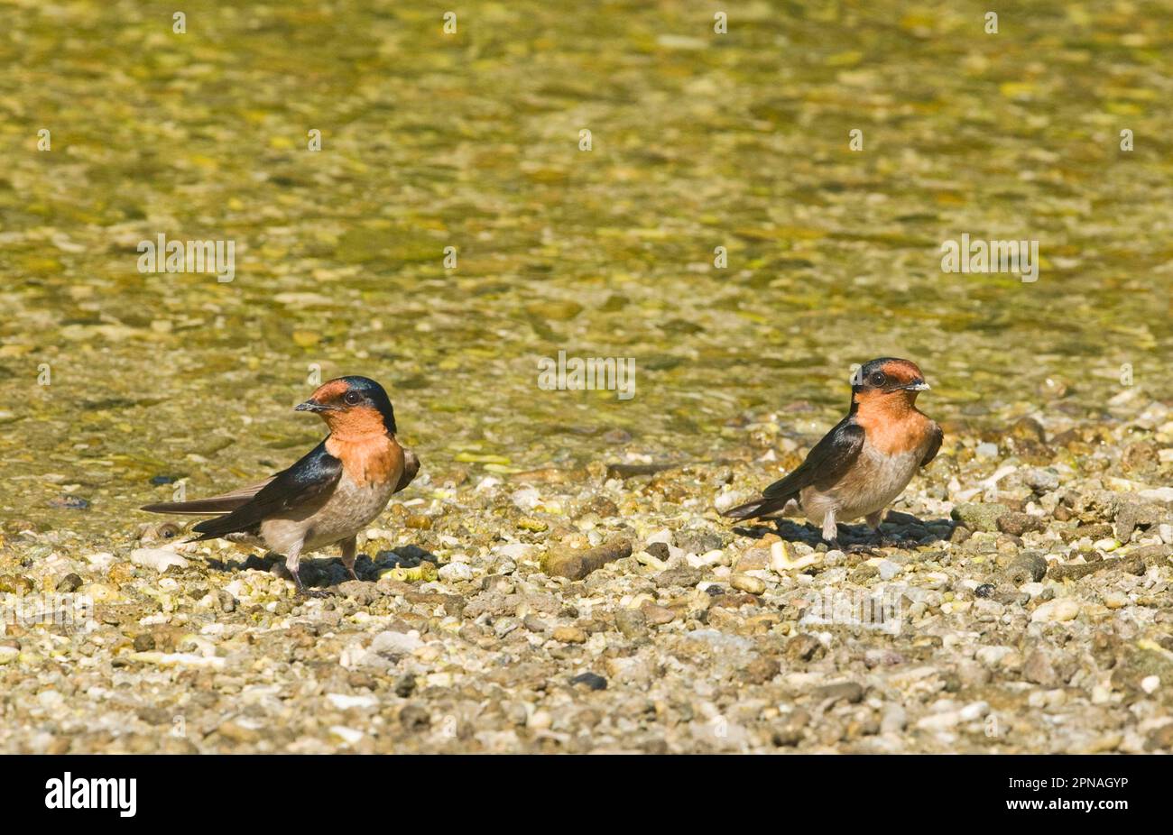 Southern tern, Southern terns, songbirds, animals, birds, swallows ...