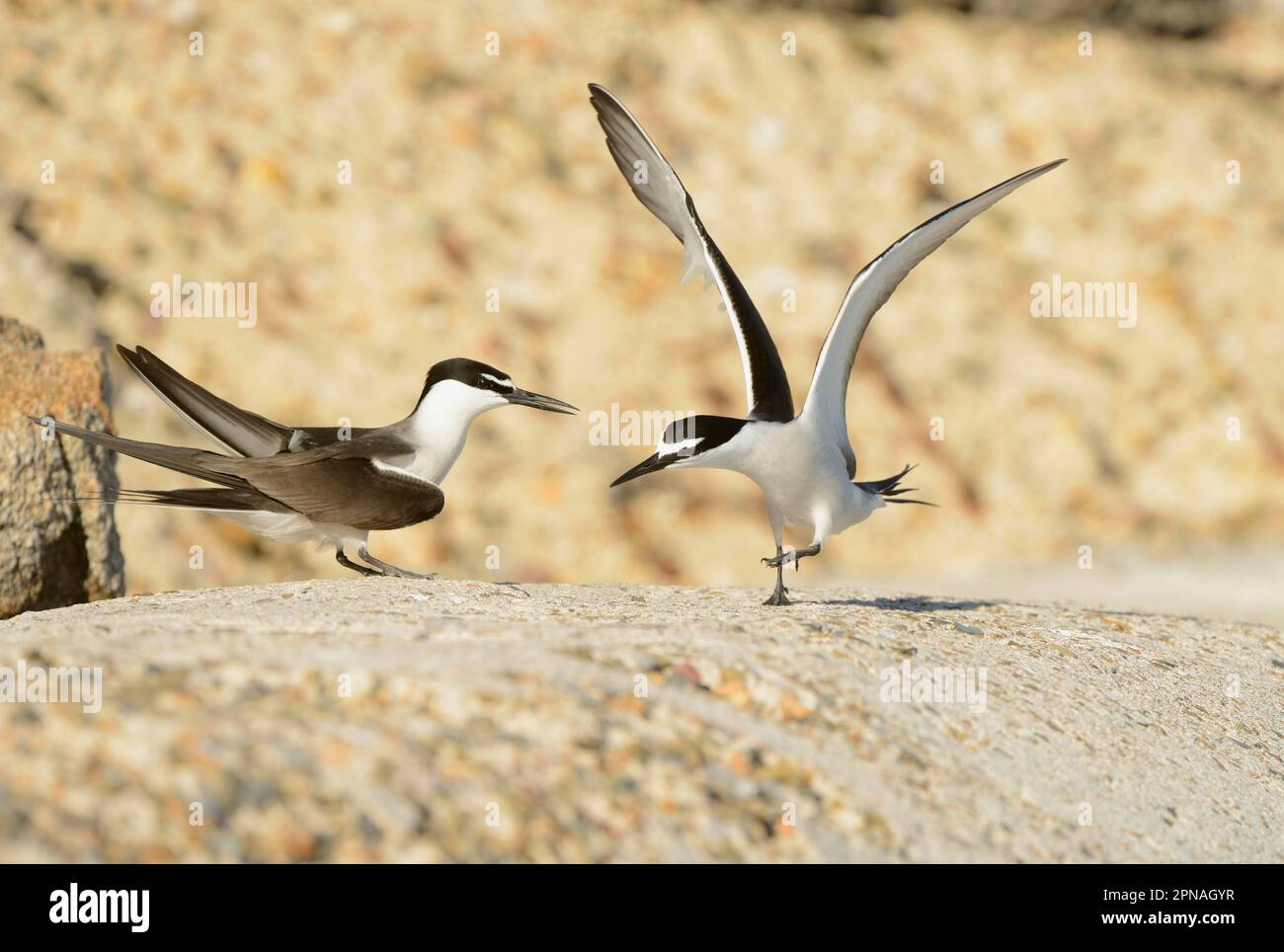 Bridled tern (Onychoprion anaethetus), adult pair, courtship display ...